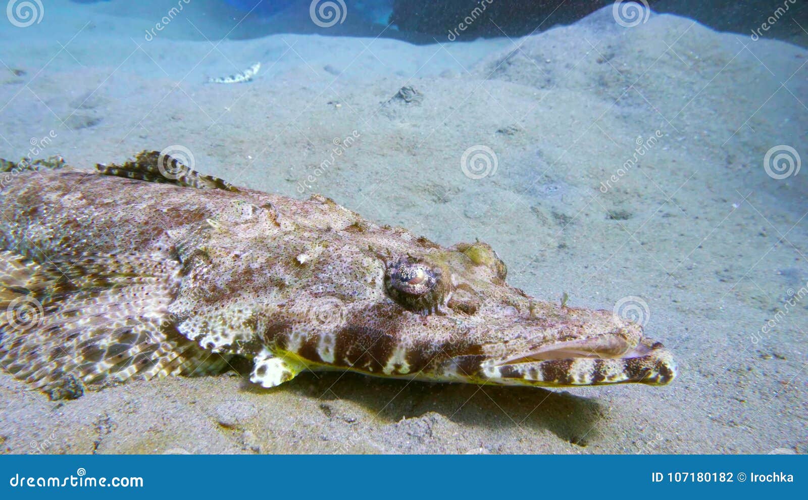 Carpet Flathead Fish Coloration Is Ideal For Masking In The Sand 2312 ...