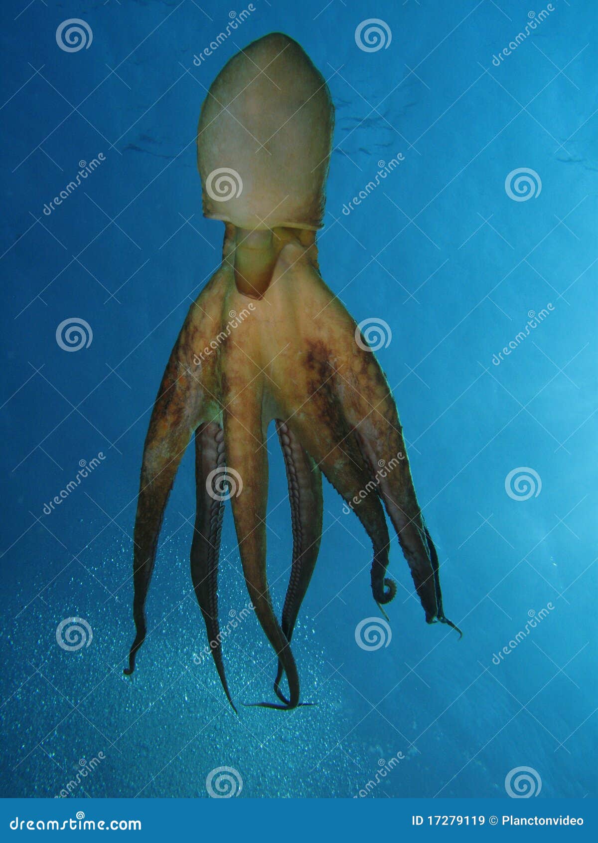 Tentacles stock image. Image of life, deep, holidays - 17279119