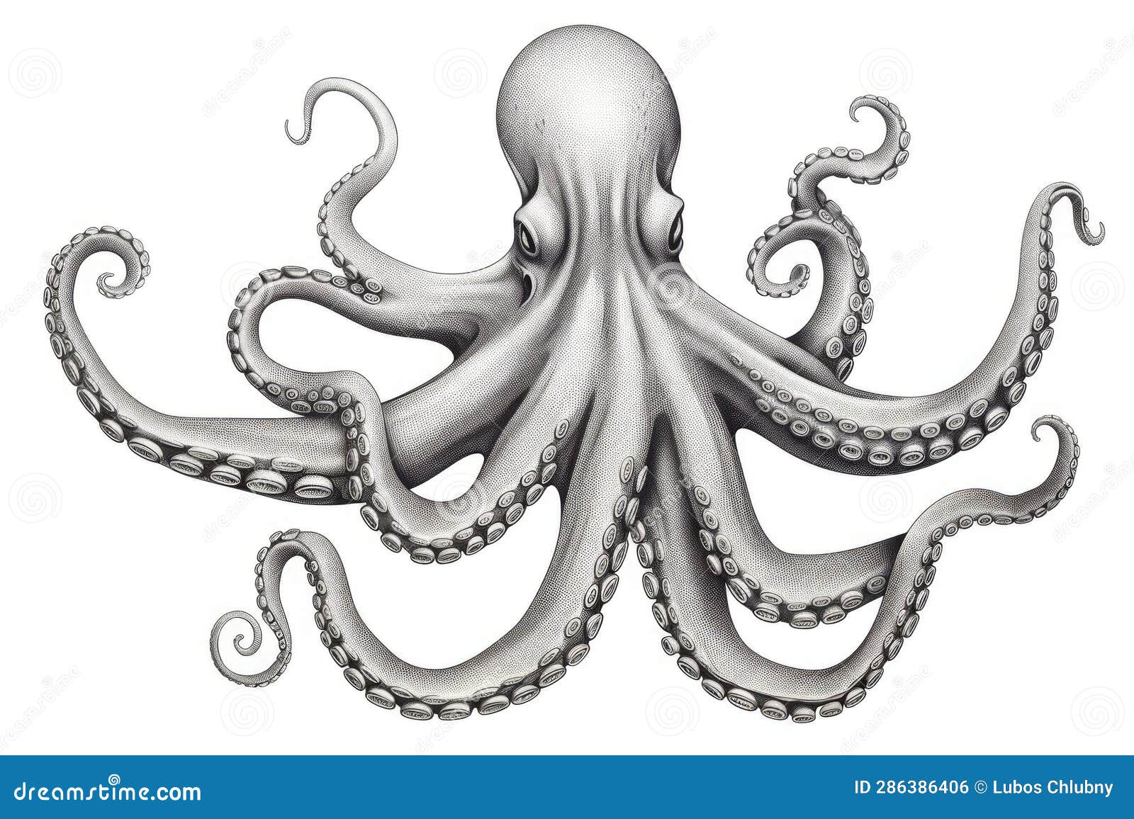 Octopus Engraving. Devilfish Engraved Sketch Vector Illustration, Sea ...