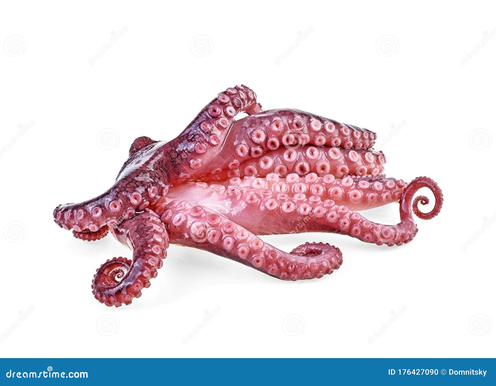 Tentacles of Octopus Isolated on White Background Stock Photo - Image ...