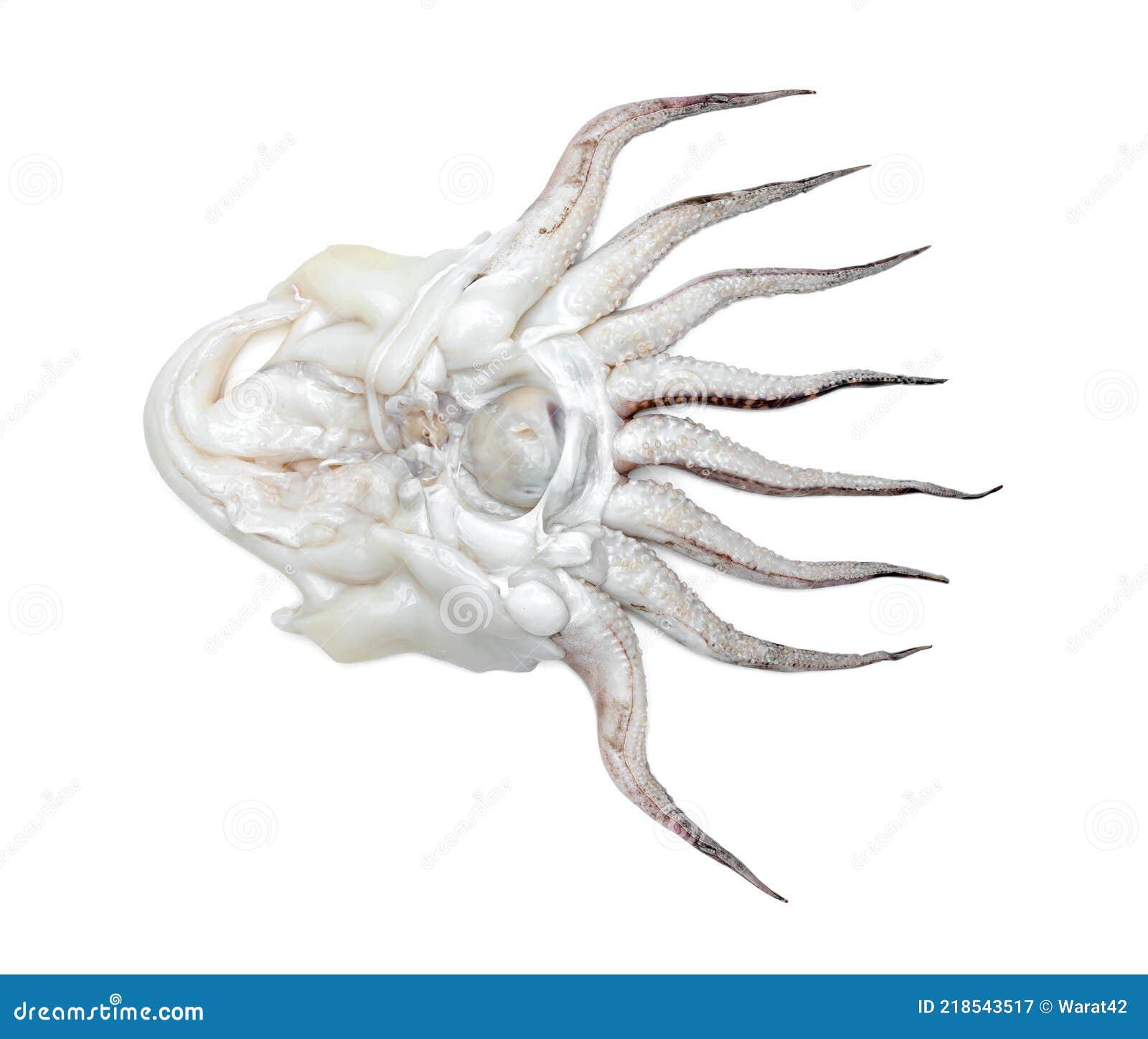 Art Objects Sculpture White and Tan Wall Squid Art & Collectibles etna ...