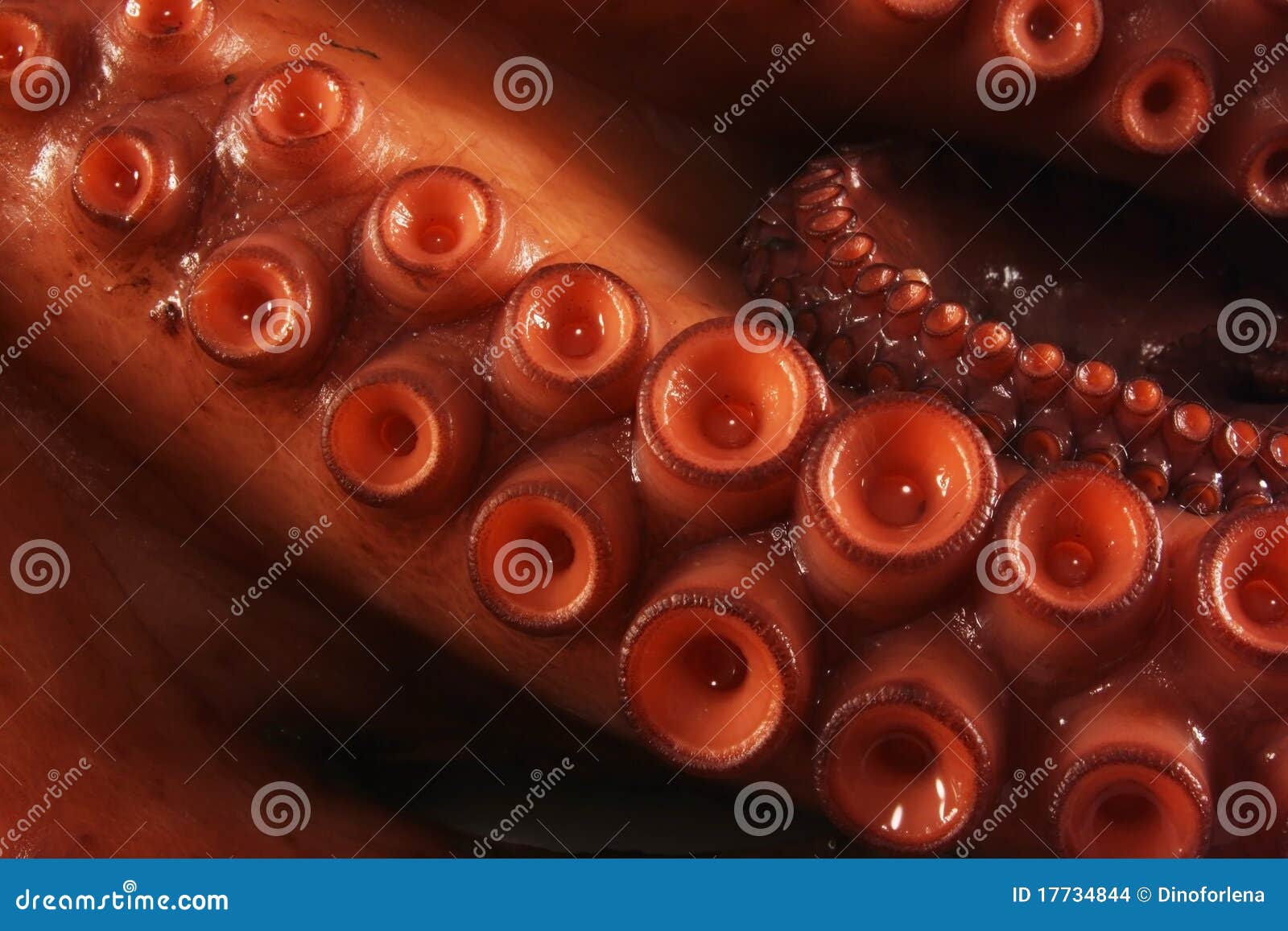 Tentacles with suckers stock photo. Image of nutritional - 17734844
