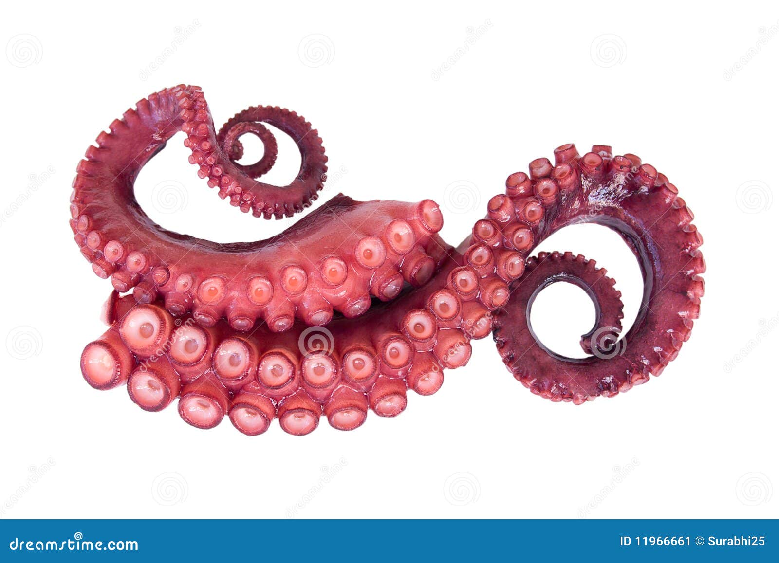 Tentakeln der Krake stockbild. Bild von nahrung, kalmar - 11966661