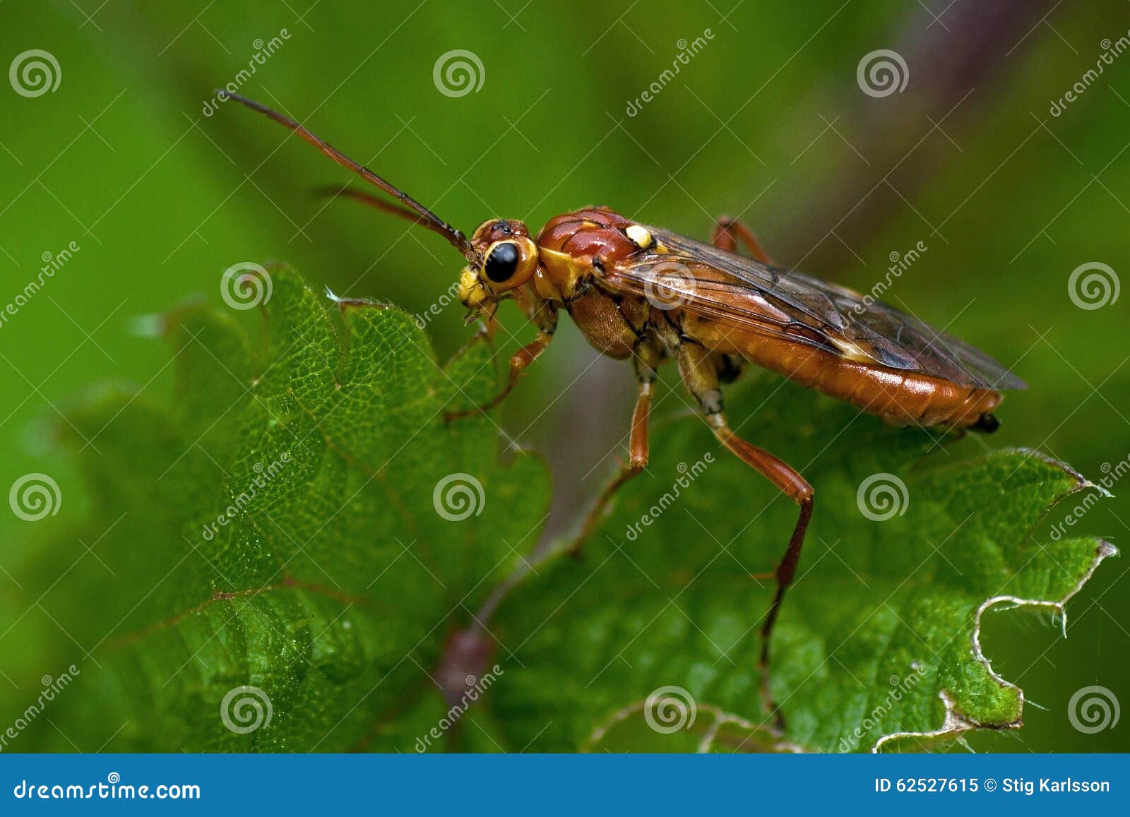 Tenthredinidae Tenthredopsis Nassata Stock Image - Image of large ...
