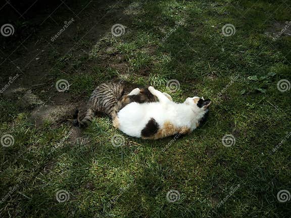 Teo cats playing stock image. Image of flower, lawn - 236660941