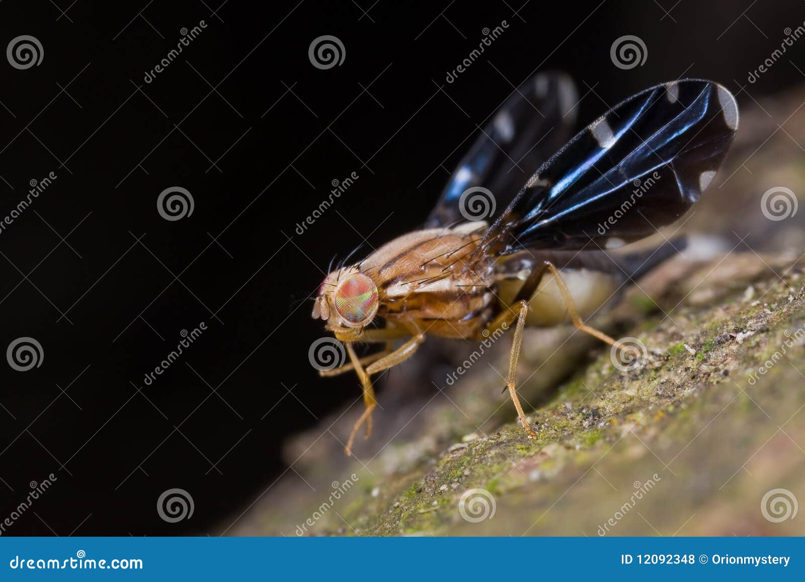 Tephritid Fruit Fly, Rioxa Discalis Stock Photo - Image of wilderness ...