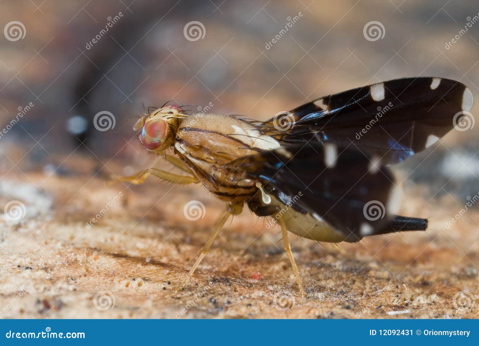 Tephritid Fruit Fly, Rioxa Discalis Stock Image - Image of hairy ...