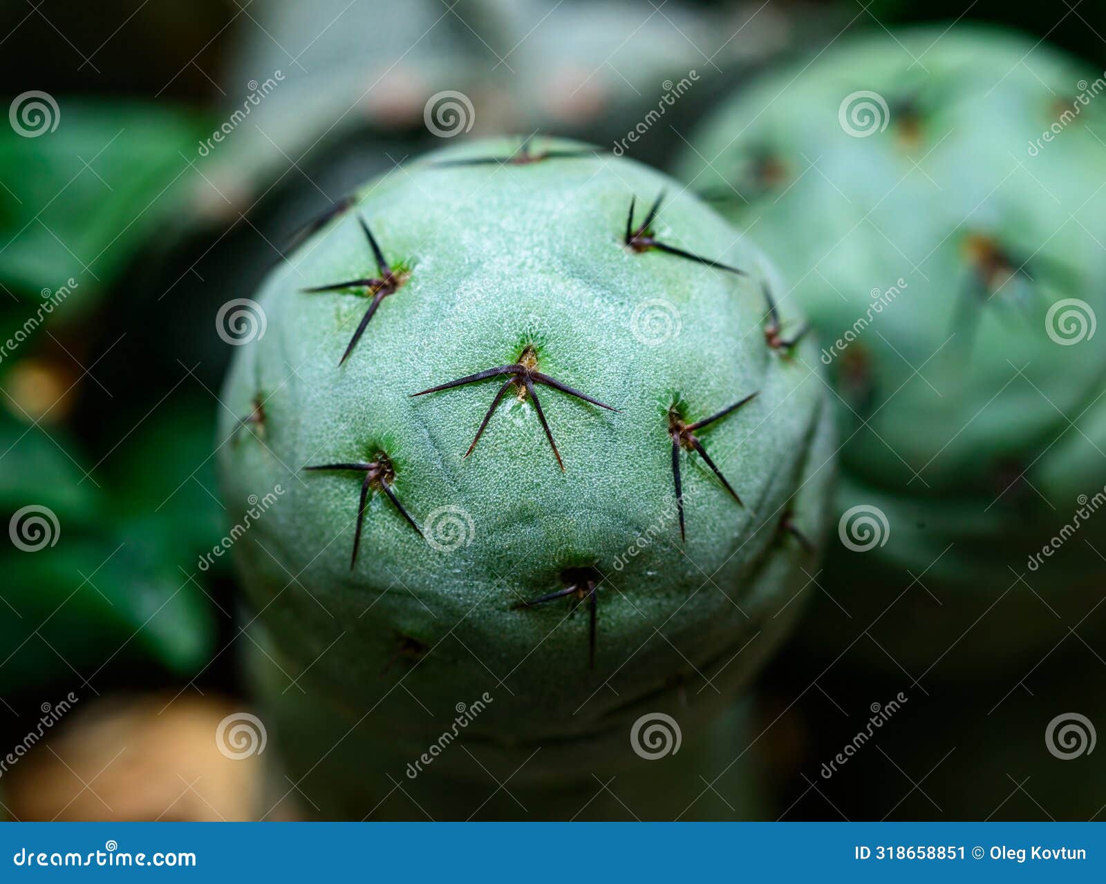 Tephrocactus Geometricus - Cactus with Short Spines in Botanical ...