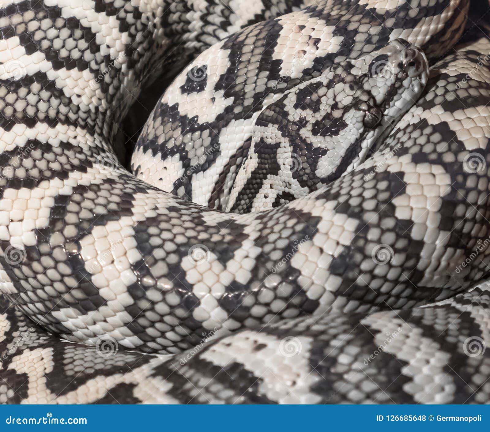 Teppich-Pythonschlangen-Morelia-spilota Stockfoto - Bild von baumartig ...