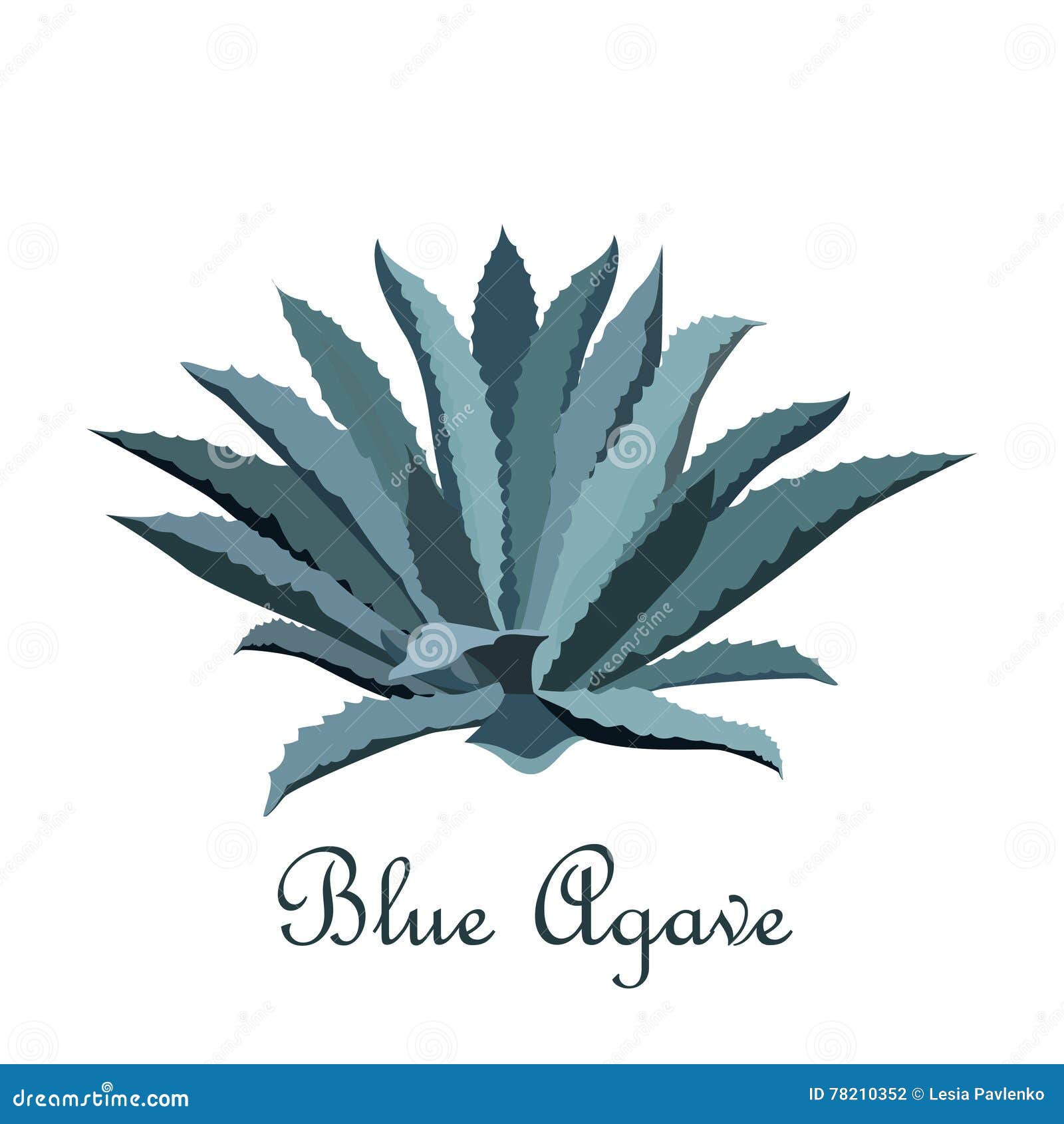 Tequila Blue Agave. Realistic Vector Illustration for Label, Poster ...