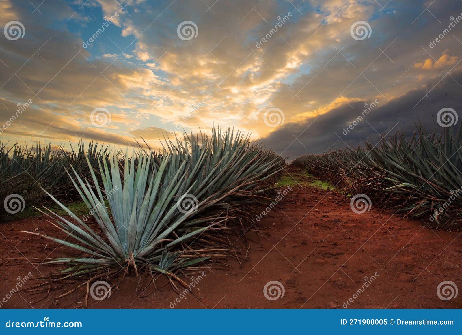 Landscape Photography of Agave Fields in Tequila Jalisco Stock Image ...
