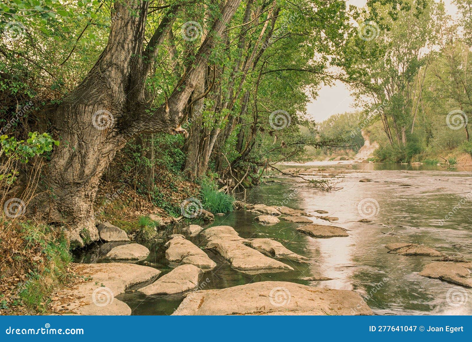 The Ter River with Riverine Forest Stock Image - Image of peaceful ...