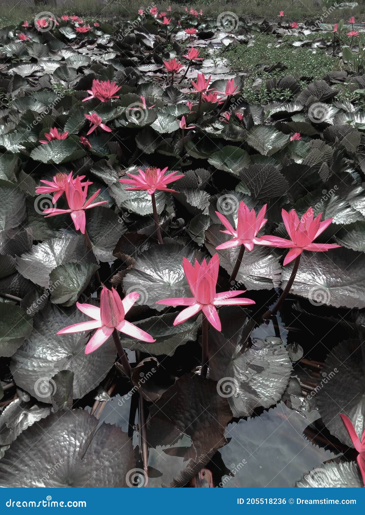 Teratai flower stock photo. Image of tree, leaf, shrub - 205518236