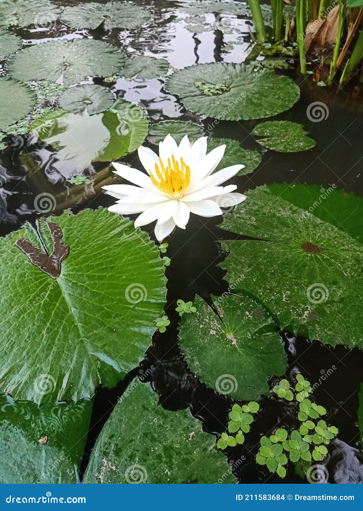 Teratai Flowers in the Ponds Stock Photo - Image of leaf, bouquet ...