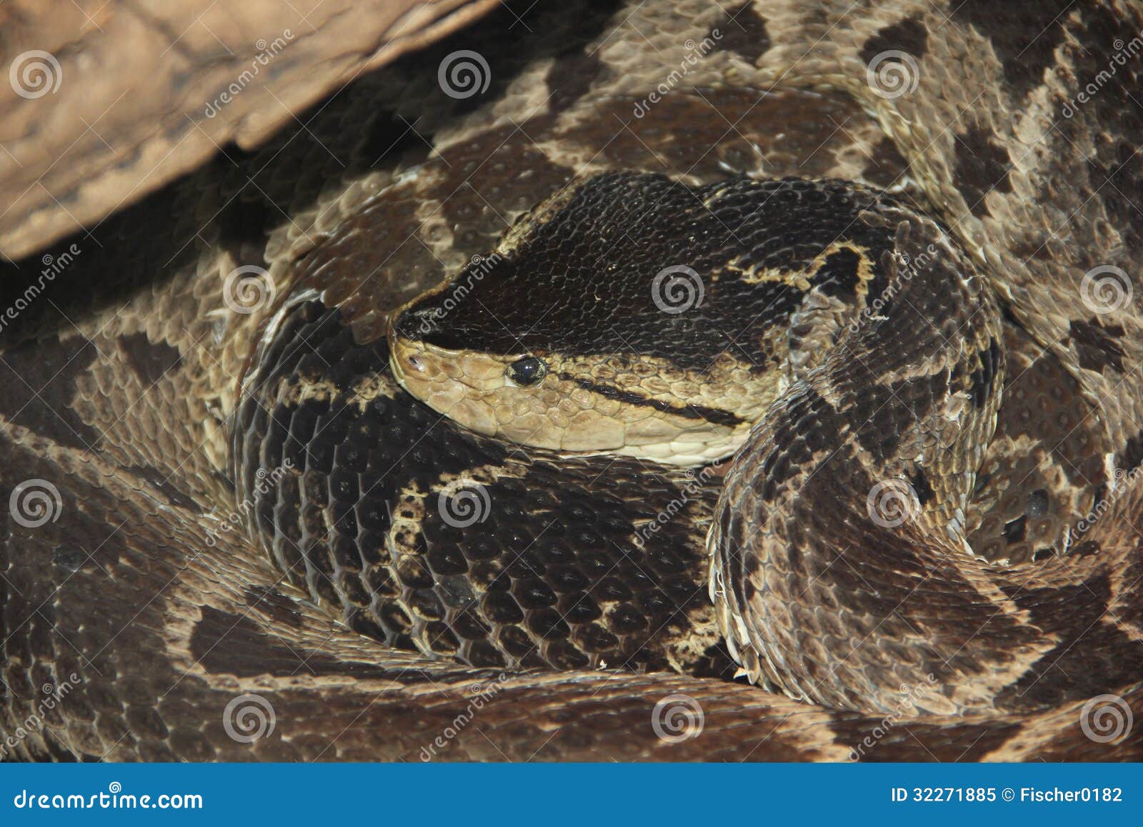 Terciopelo, Bothrops Asper, Carara, Costa Rica Wildlife Stock ...