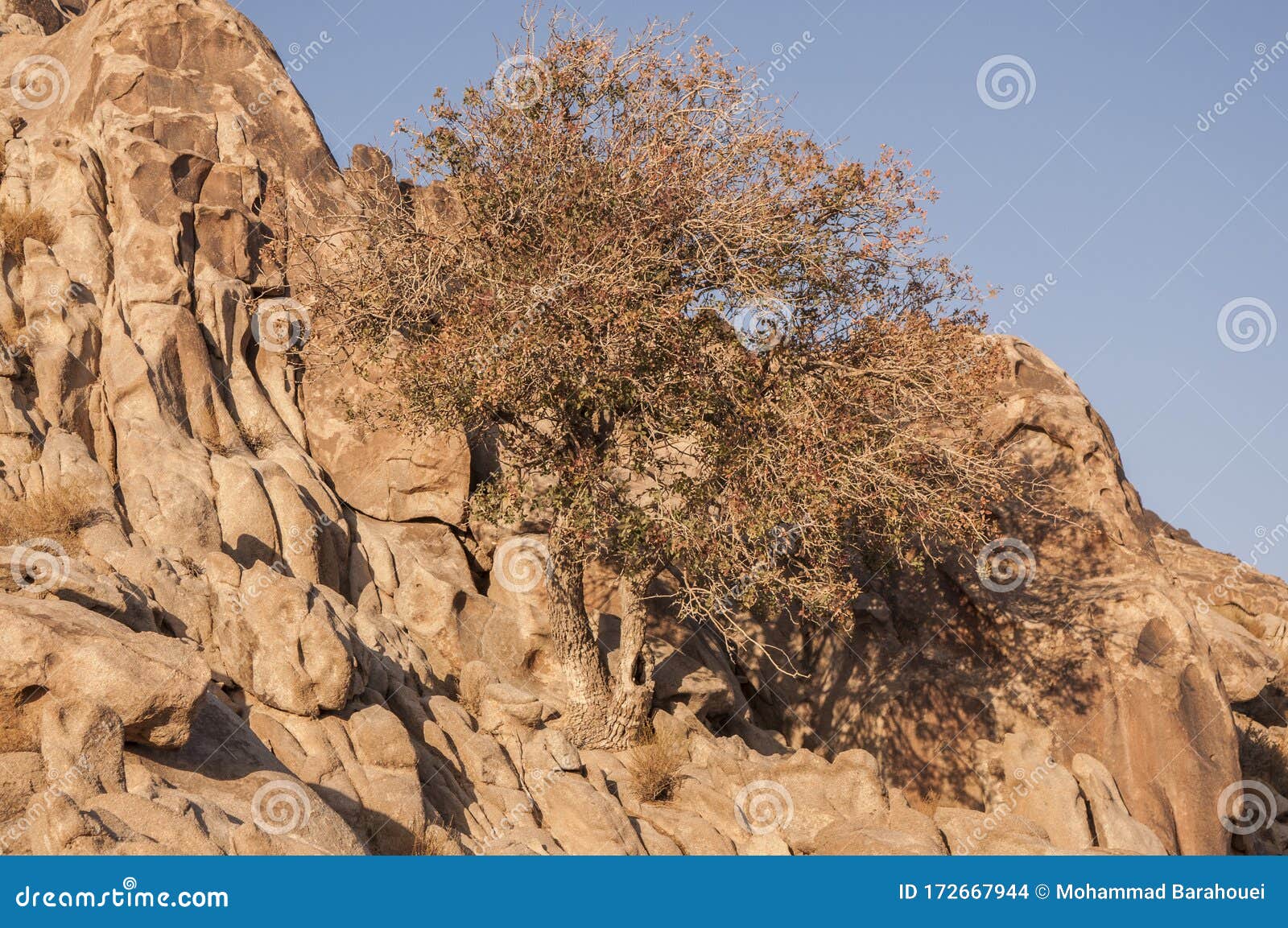 Terebinth Tree between Rocks Stock Photo - Image of summer, luxuriant ...
