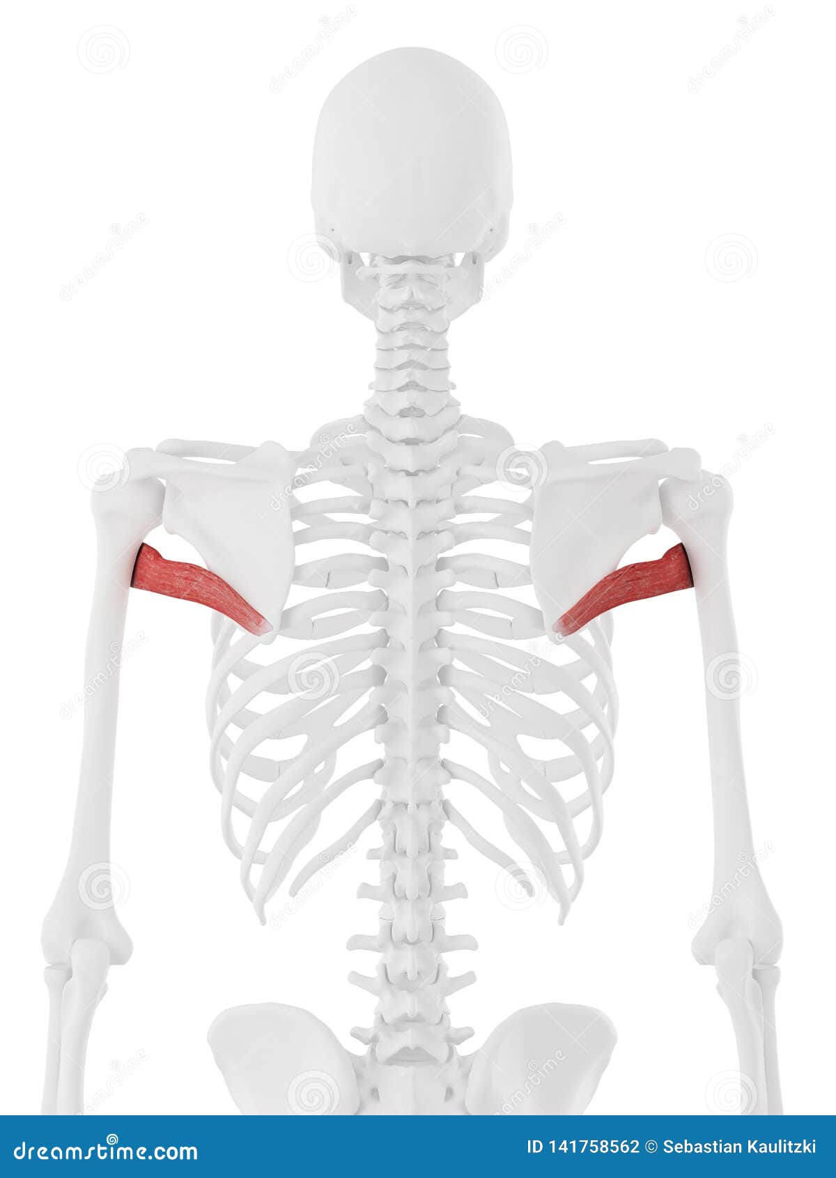 The Teres Major stock illustration. Illustration of rendering - 141758562