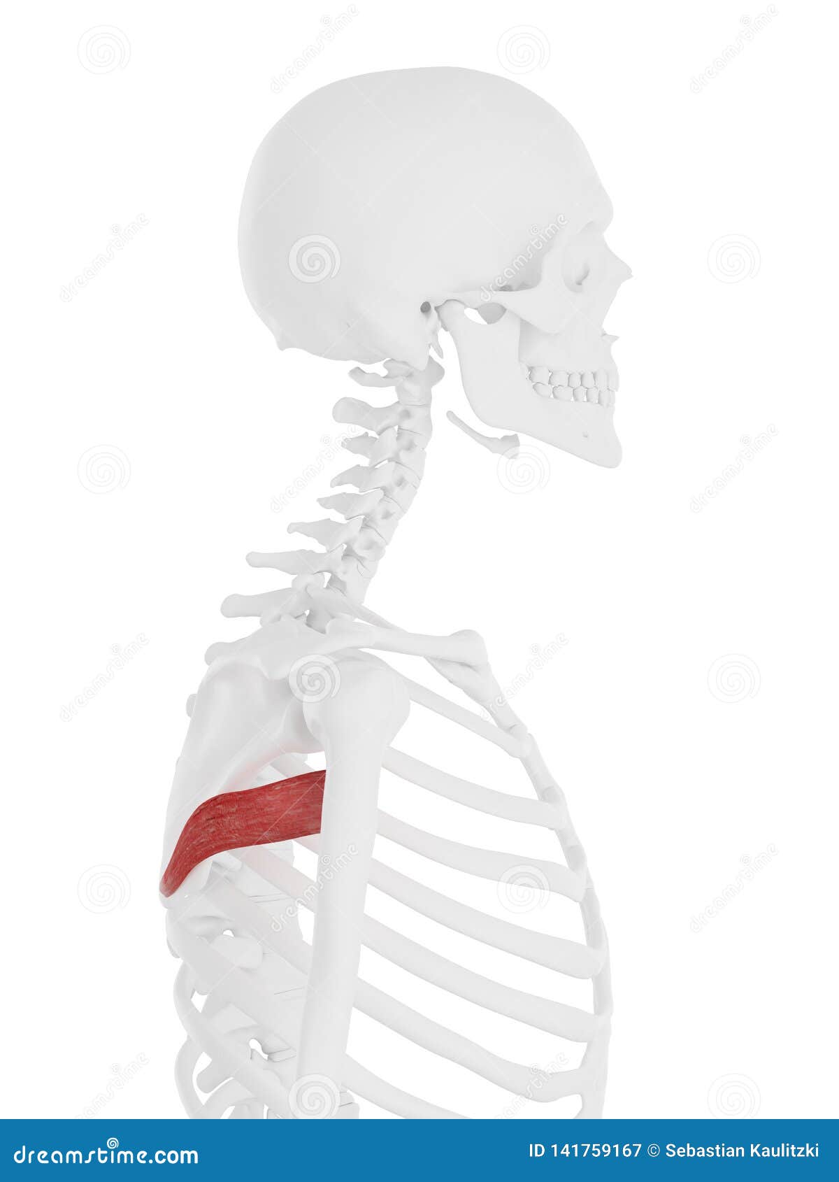 3d Illustration Of The Teres Major Muscles On Xray Musculature Royalty ...