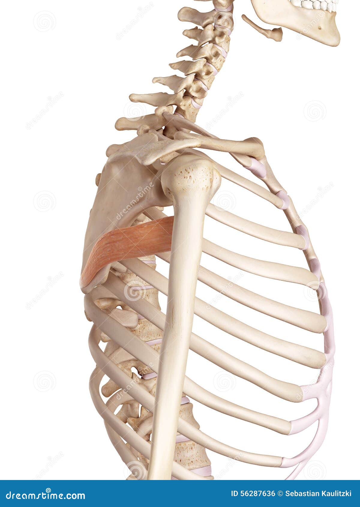 The teres major stock illustration. Illustration of healthy - 56287636