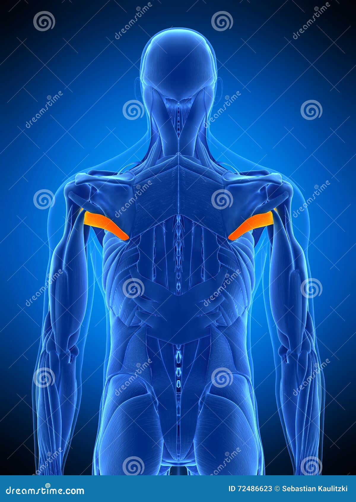 The teres major stock illustration. Illustration of fitness - 72486623