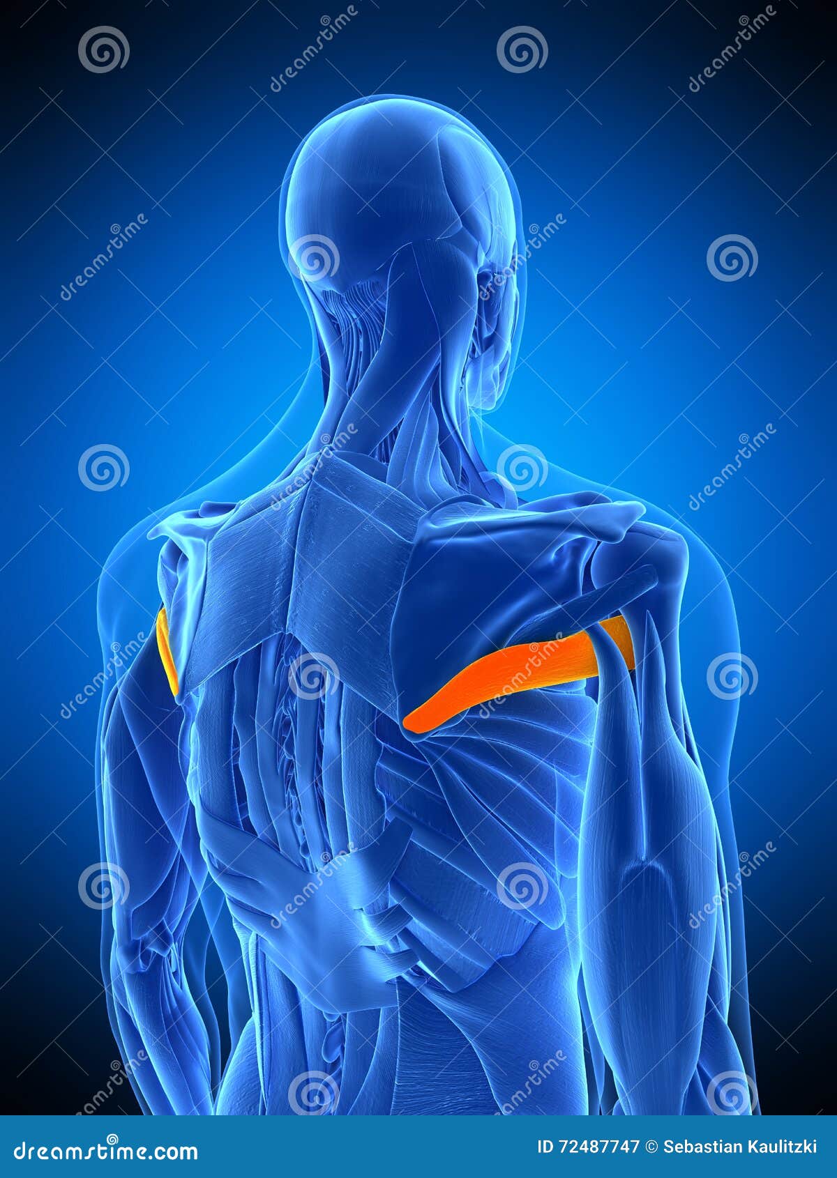 The Teres Major Stock Illustration | CartoonDealer.com #56287636