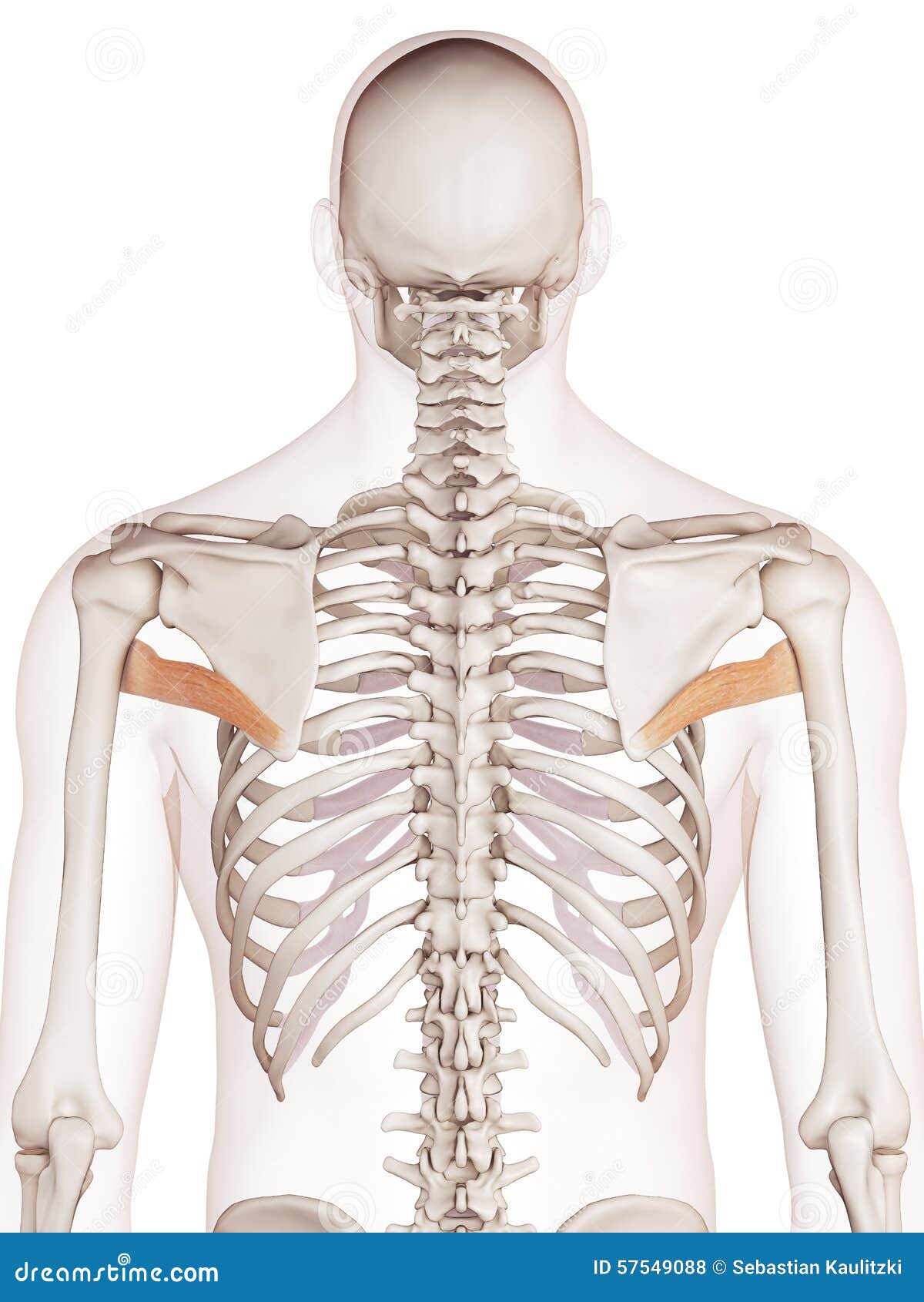 The teres major stock illustration. Illustration of transparent - 57549088