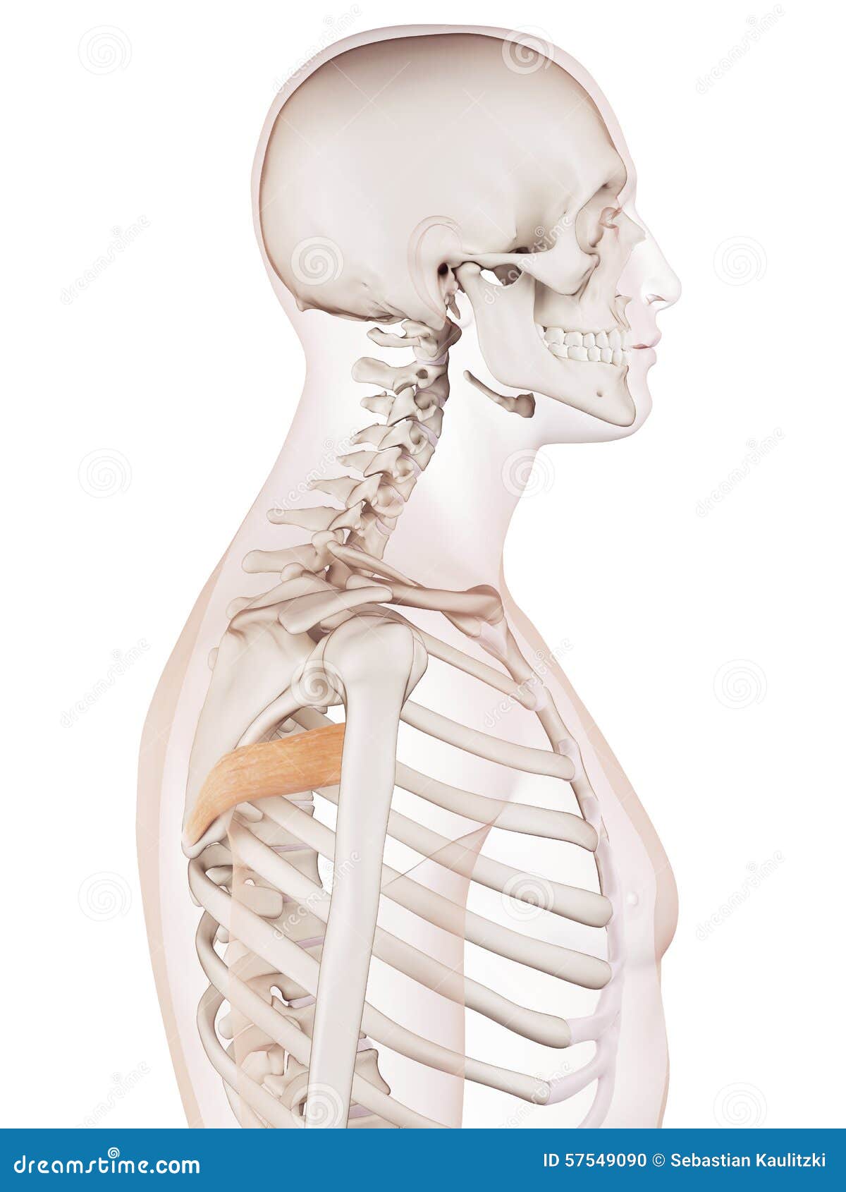 The teres major stock illustration. Illustration of isolated - 57549090