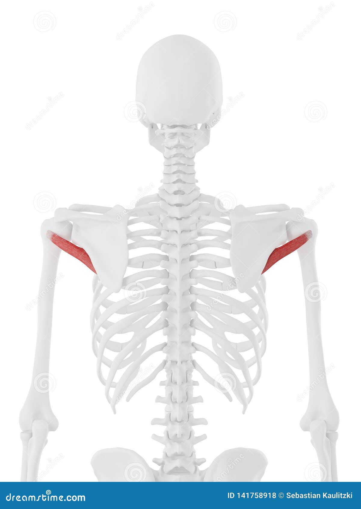 The Teres Minor stock illustration. Illustration of origin - 141758918