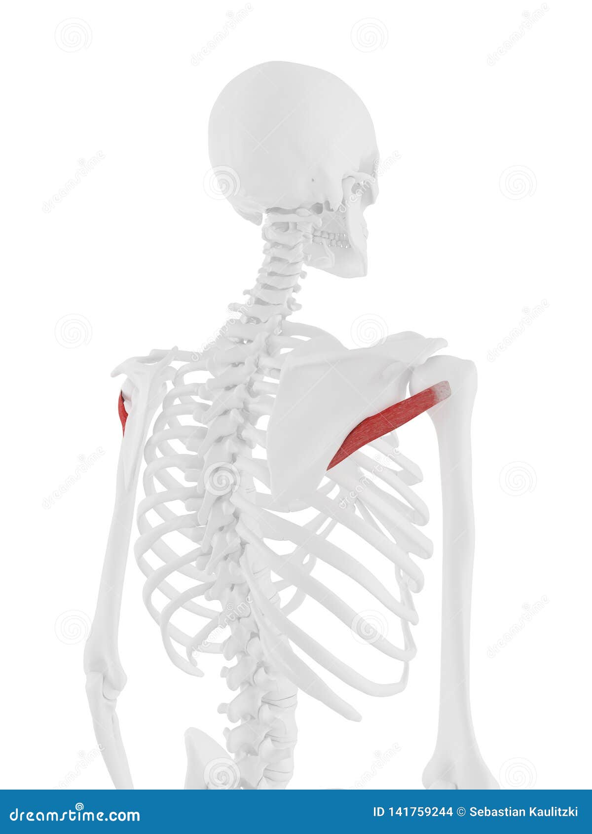 The Teres Minor stock illustration. Illustration of insertion - 141759244