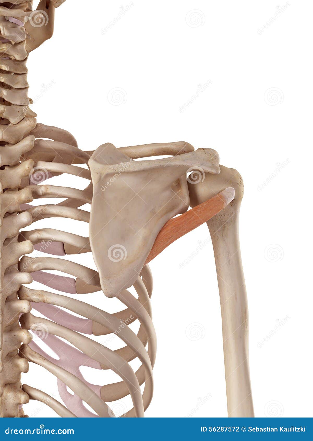 The teres minor stock illustration. Illustration of minor - 56287572