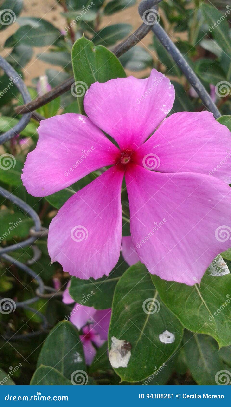 Teresita Flower Cor-de-rosa Imagem de Stock - Imagem de flor, méxico ...