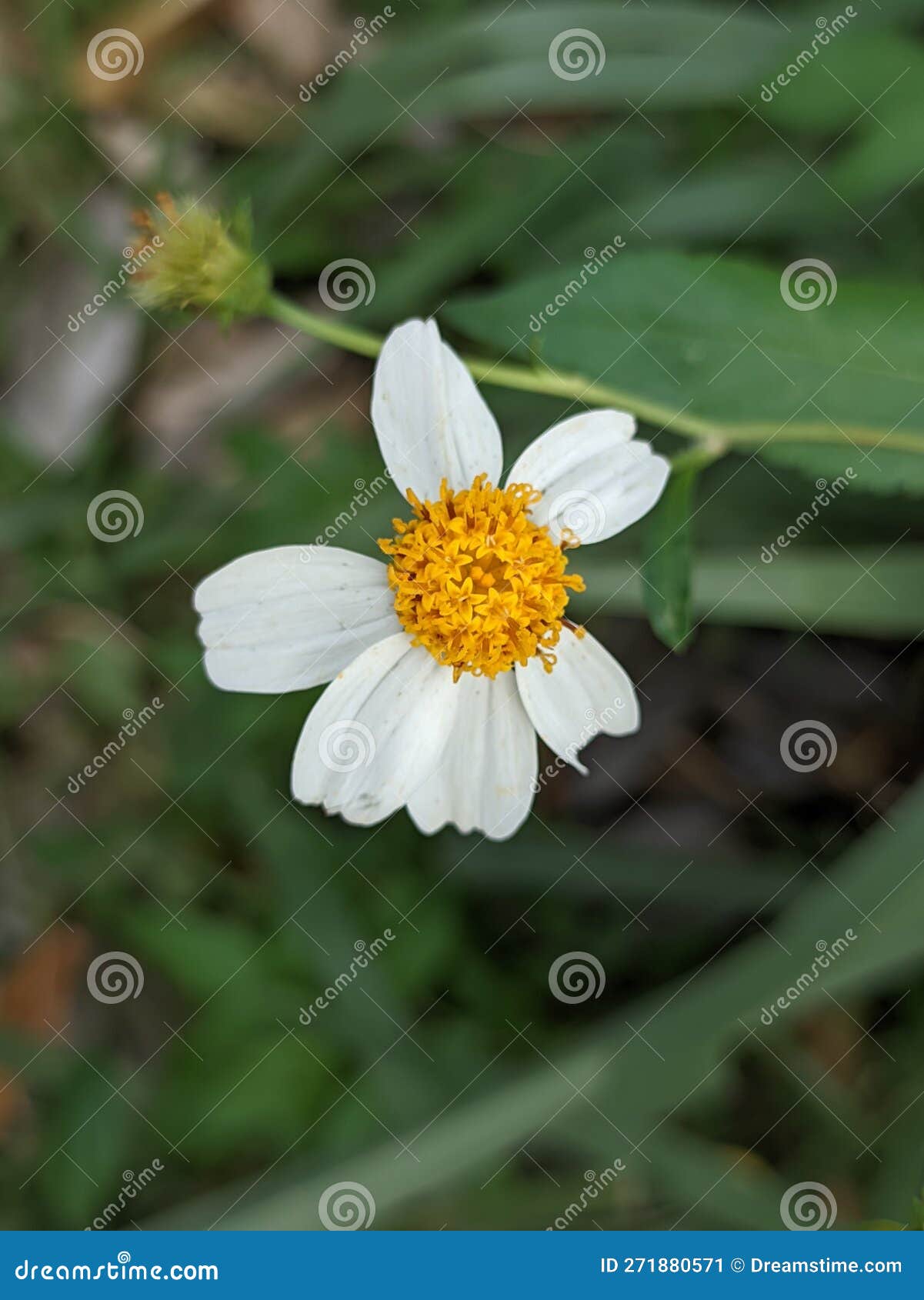 Terlihat Bunga Putih Kuning Yang Indah Stock Image - Image of petal ...