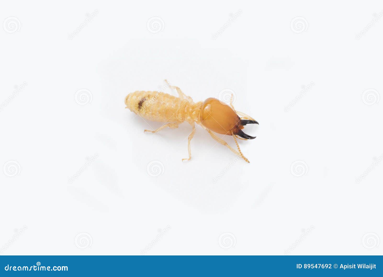 Termiet En Termiethoop Op Witte Achtergrond Stock Foto - Image of ...