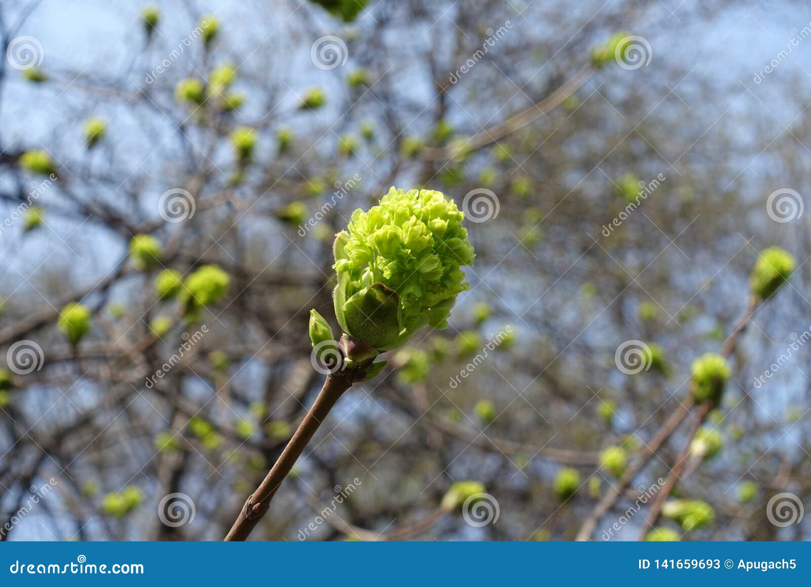 Terminal Bud on Branch of Maple Against Blue Sky Stock Image - Image of ...