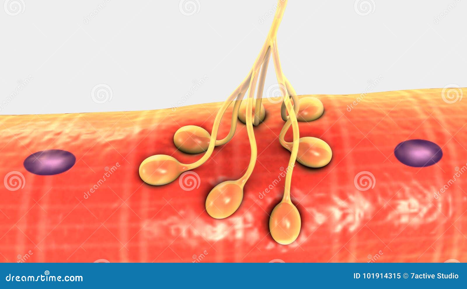 Terminal Del Axón De La Neurona Stock de ilustración - Ilustración de ...