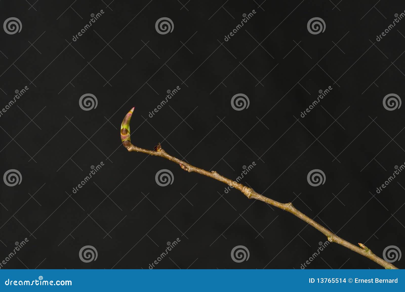 Terminal and Lateral Buds, American Elm Stock Photo - Image of plant ...