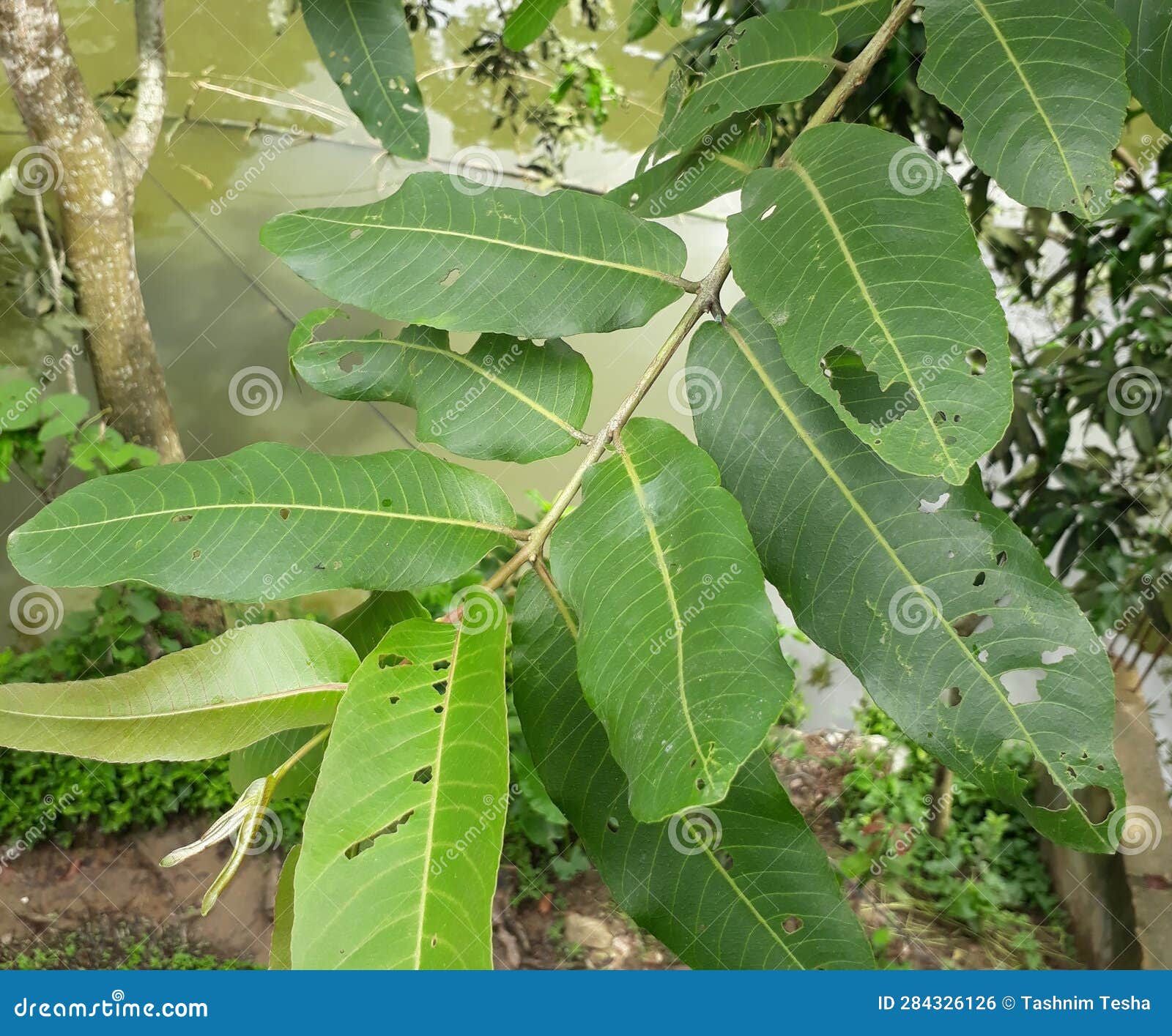 Terminalia Arjuna is a Tree of the Genus Terminalia. it is Commonly ...