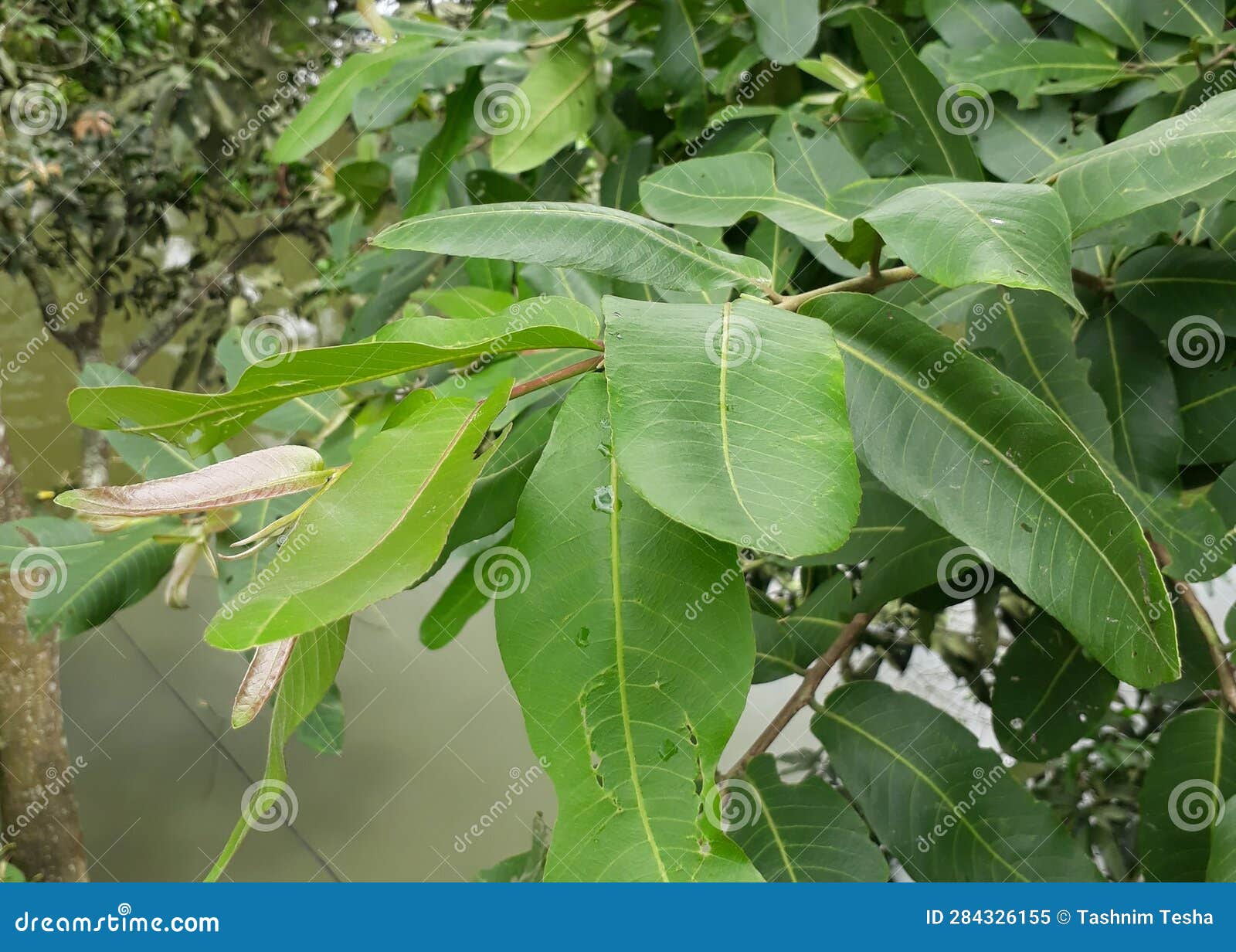 Terminalia Arjuna is a Tree of the Genus Terminalia. it is Commonly ...