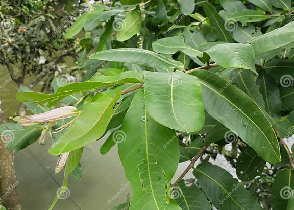 Terminalia Arjuna is a Tree of the Genus Terminalia. it is Commonly ...