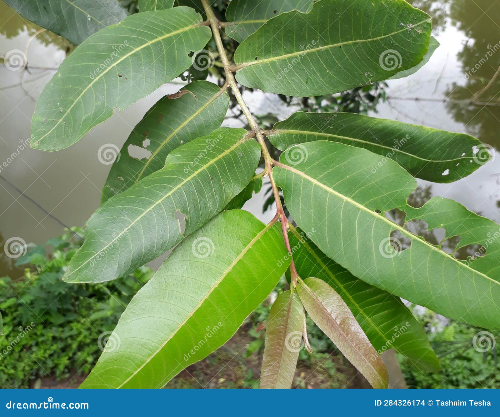 Terminalia Arjun Kumbuk Arjun Tree Plant Branch Stock Photo ...