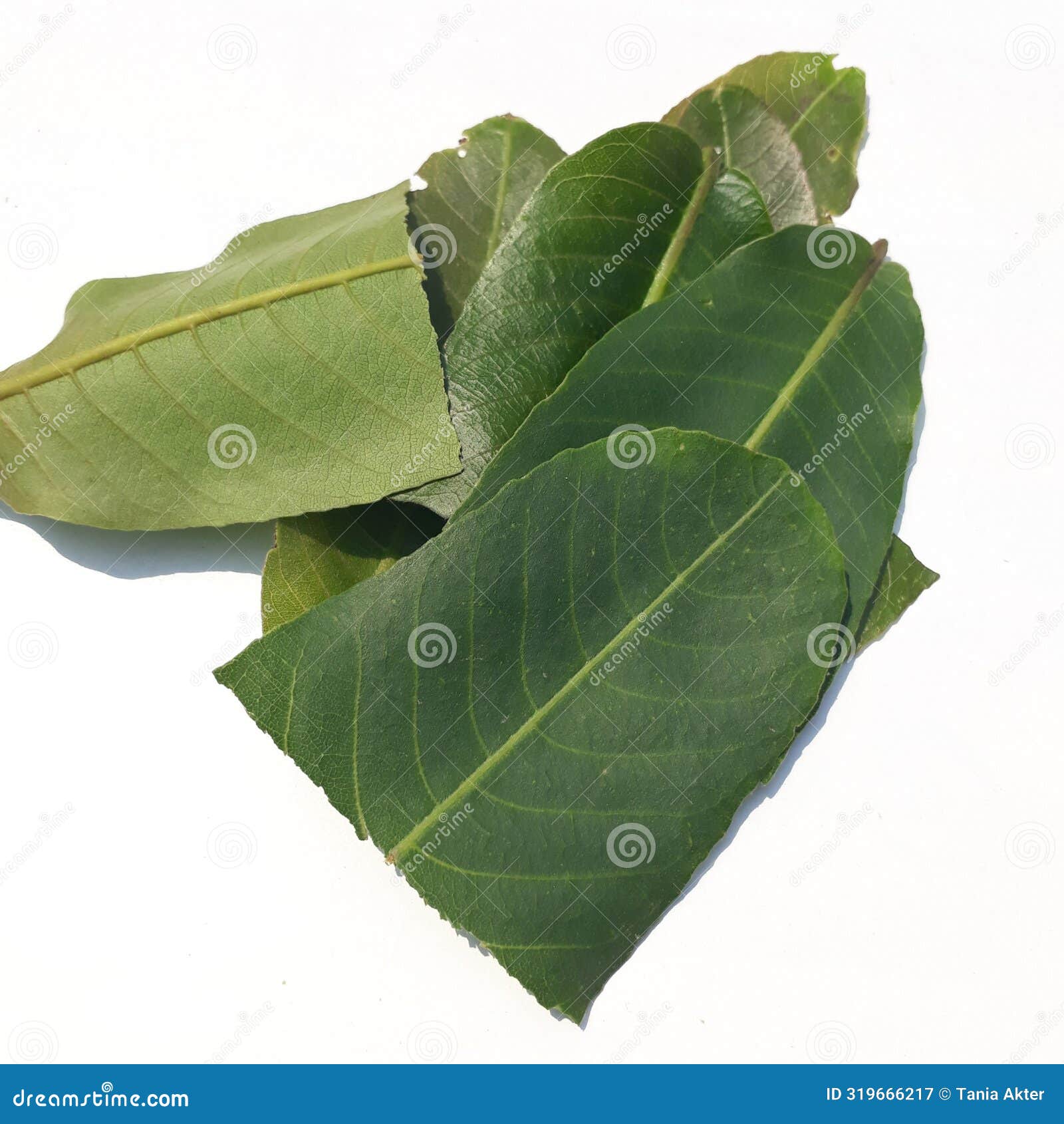 Terminalia Arjuna is a Tree of the Genus Terminalia. it is Commonly ...