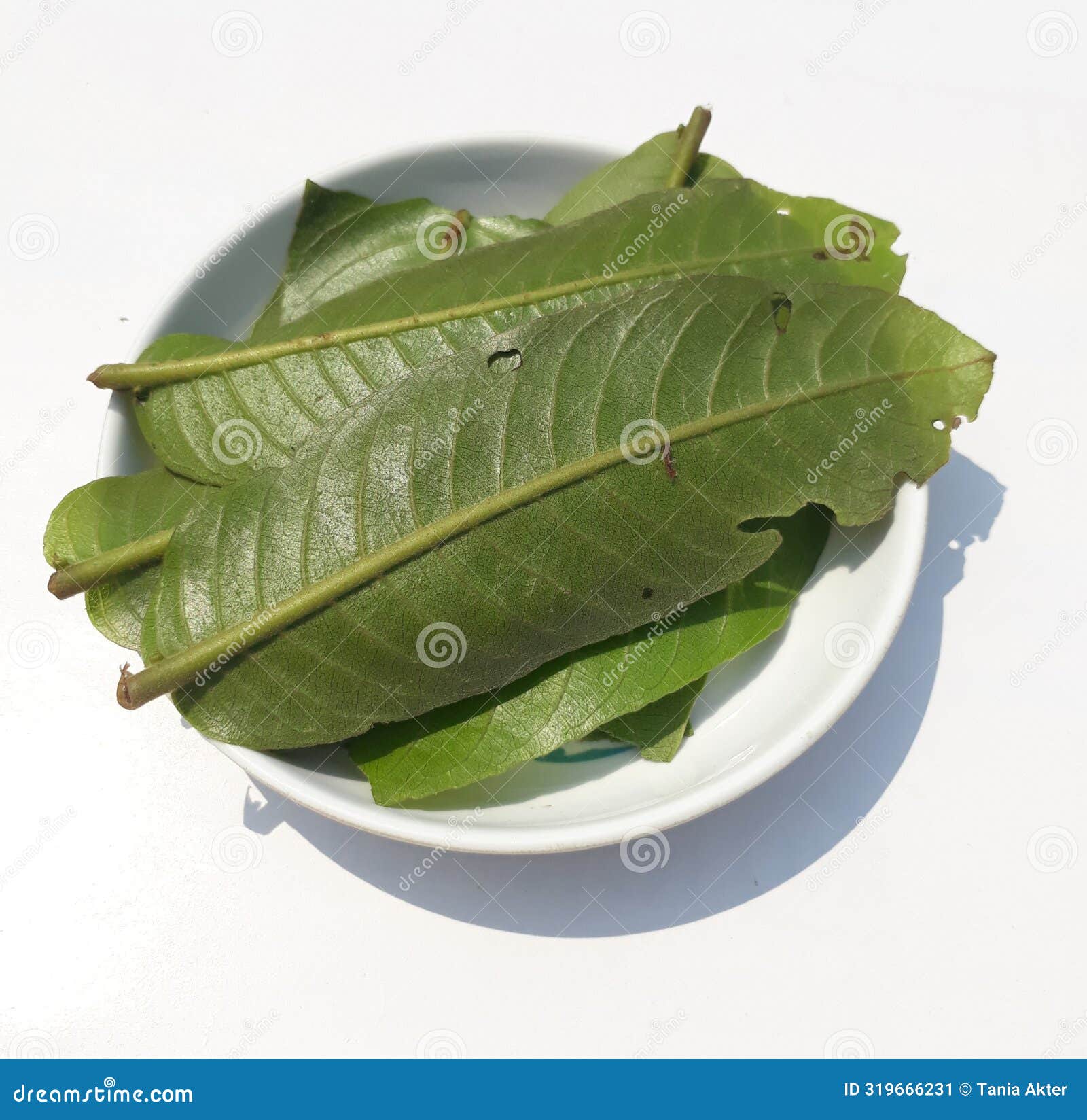 Terminalia Arjuna is a Tree of the Genus Terminalia. it is Commonly ...