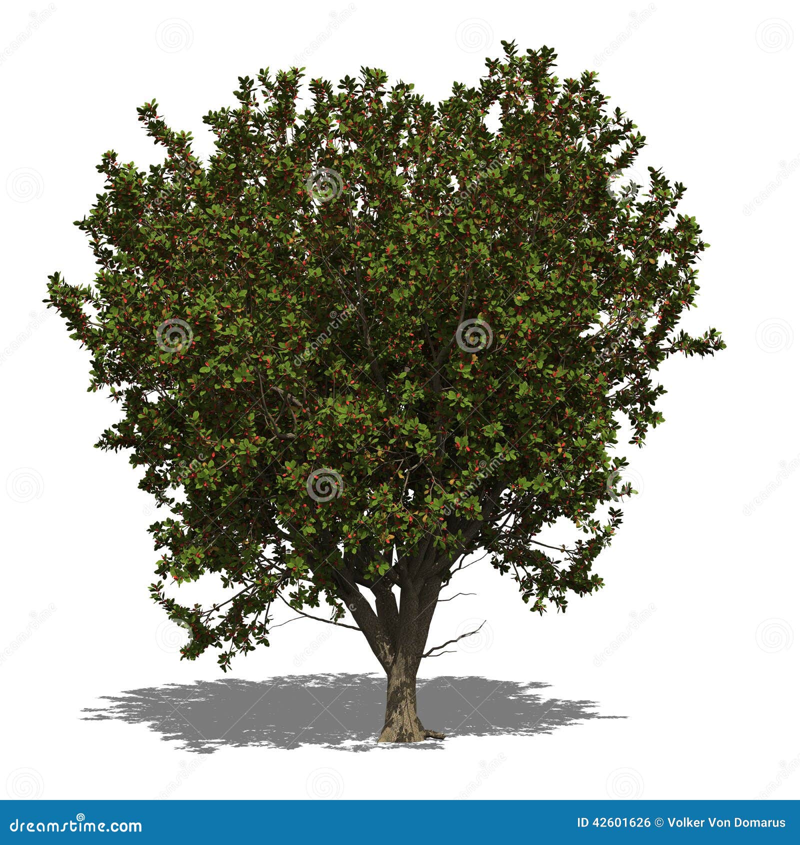 3d Illustration Of Terminalia Mantaly Trees Isolated On White ...