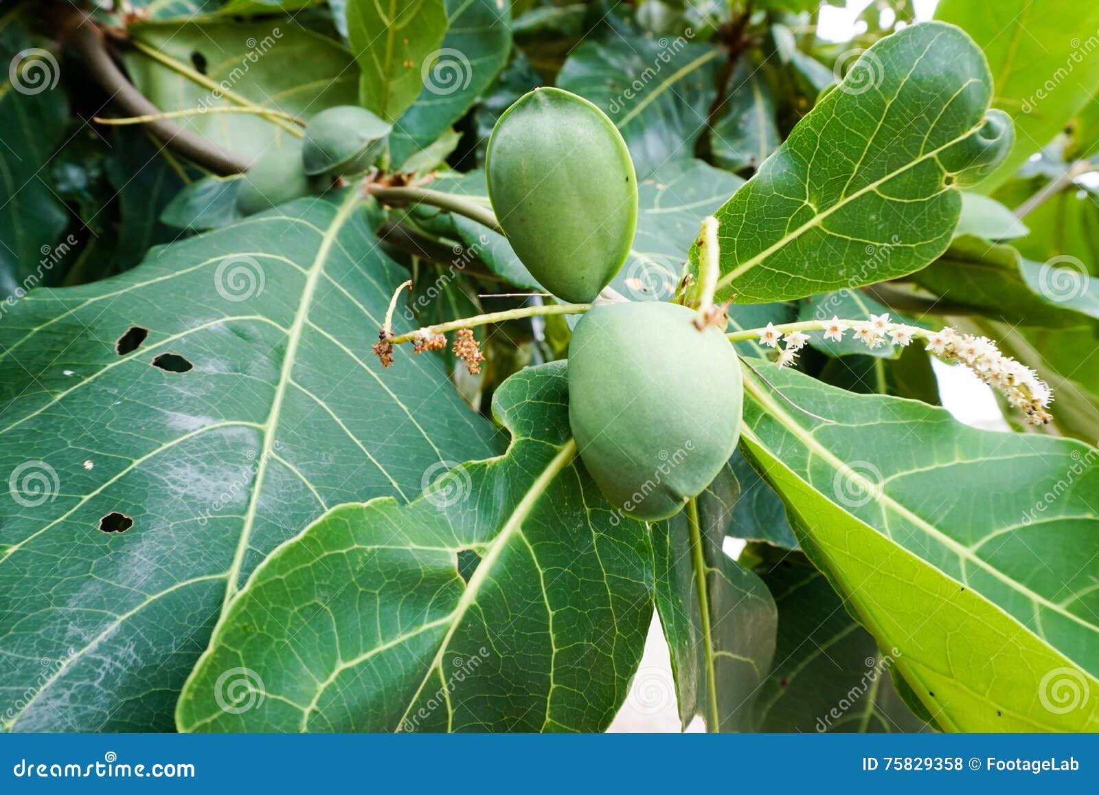 Terminalia-catappa, Bengal-Mandel Stockfoto - Bild von mandel, medizin ...