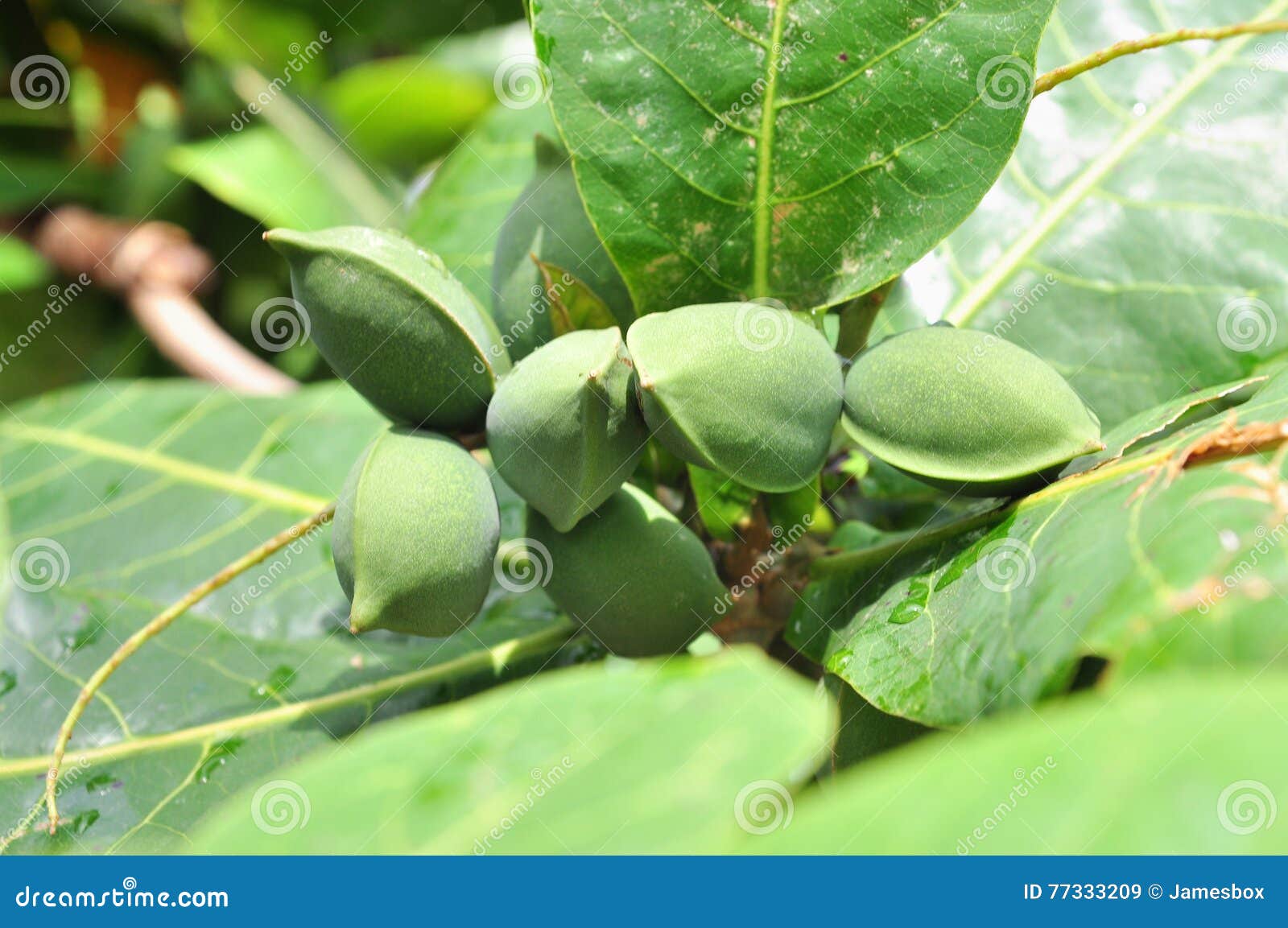 Terminalia Catappa Fruit with Green Leaves Stock Image - Image of ...