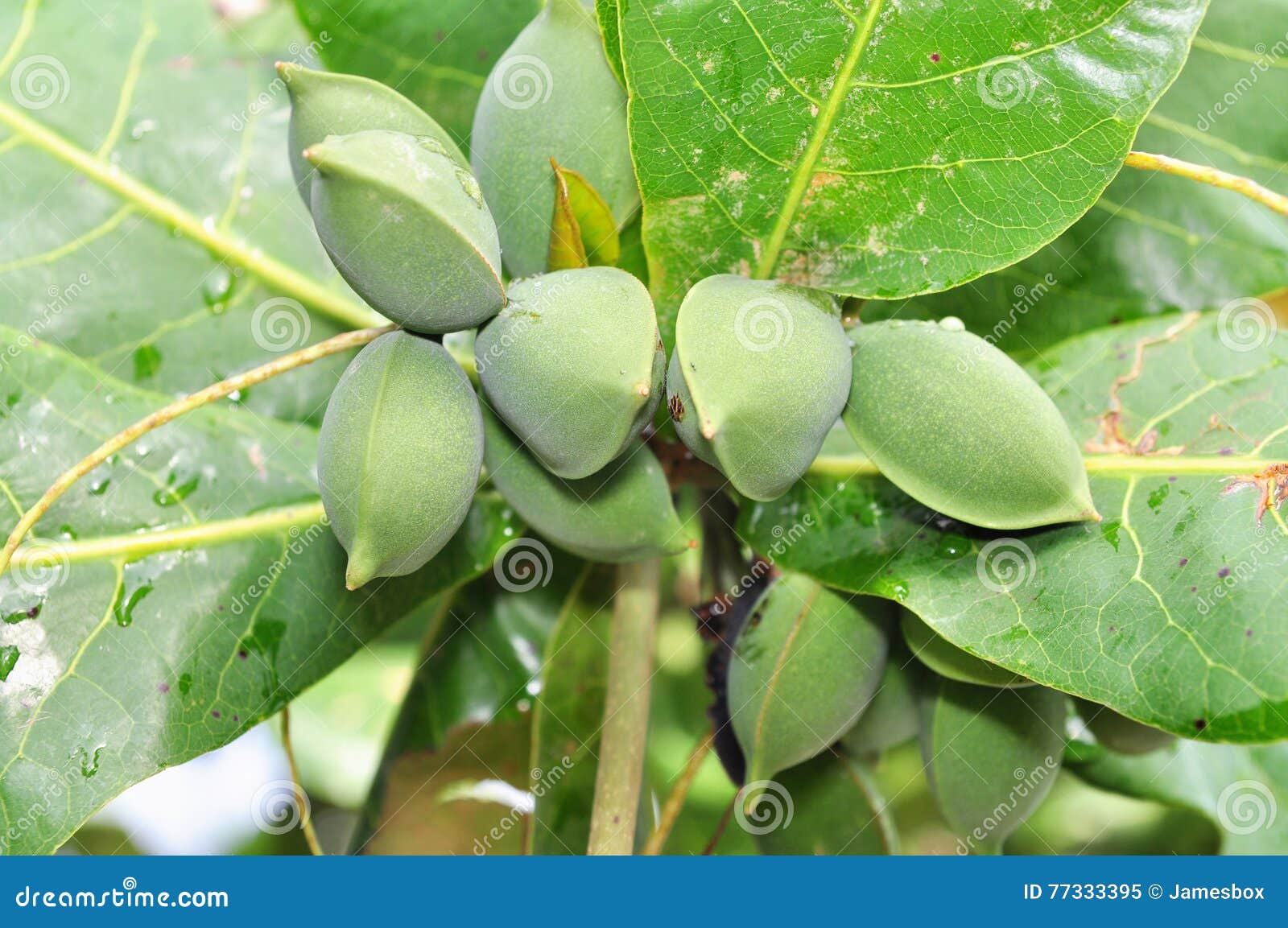 Terminalia Catappa Fruit with Green Leaves Stock Image - Image of ...