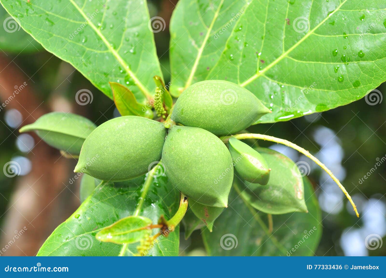 Terminalia Catappa Fruit with Green Leaves Stock Photo - Image of ...