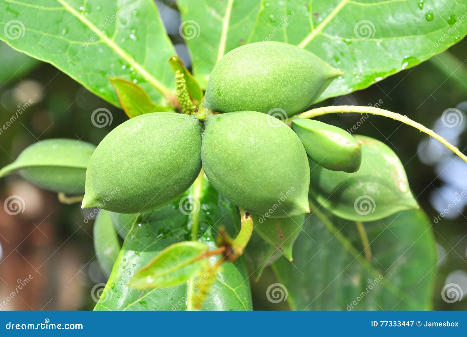 Terminalia Catappa Fruit with Green Leaves Stock Image - Image of ...