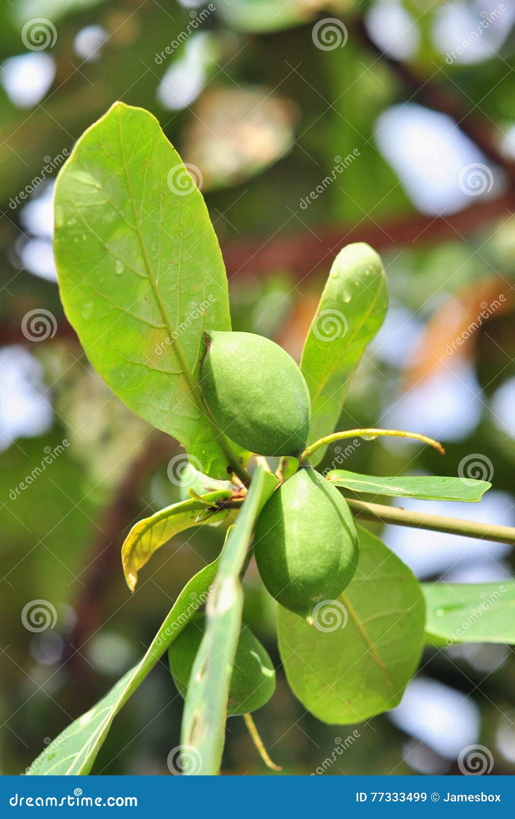 Terminalia Catappa Fruit with Green Leaves Stock Image - Image of ...