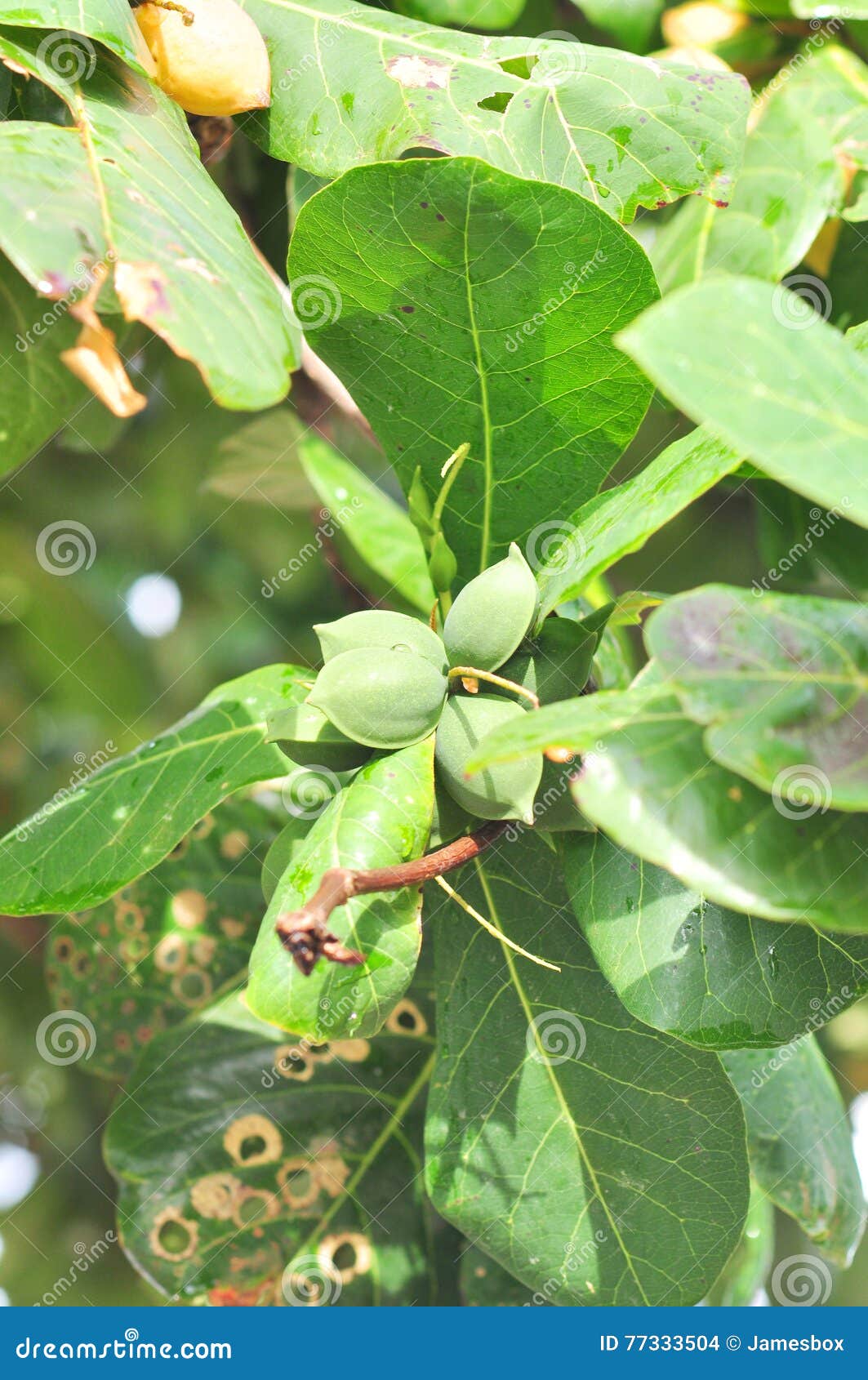 Terminalia Catappa Fruit with Green Leaves Stock Photo - Image of ...
